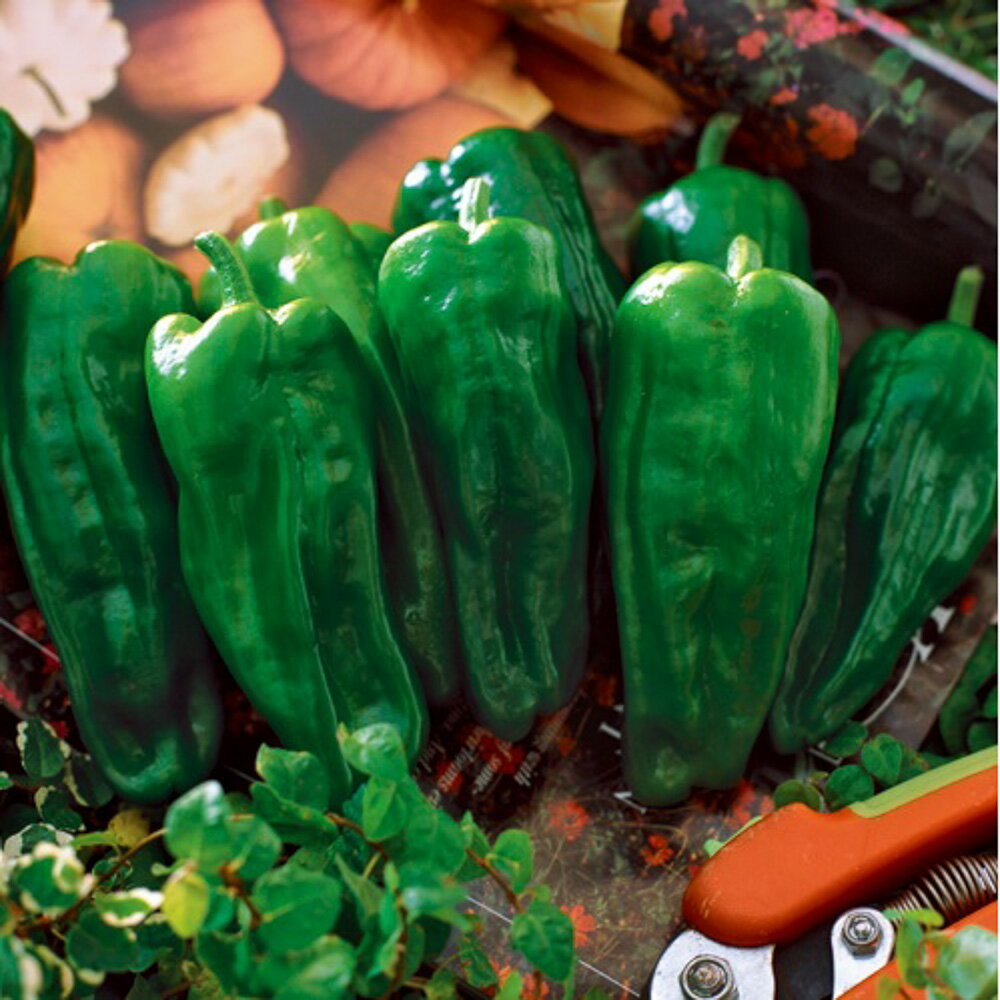 生育旺盛で栽培容易！夏バテ知らずの中型種！