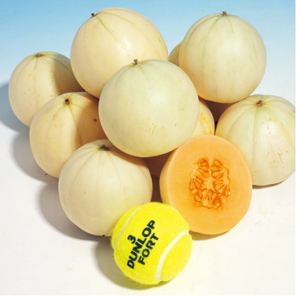 新感覚の愛らしいミニメロン！食べ方色々楽しめる！