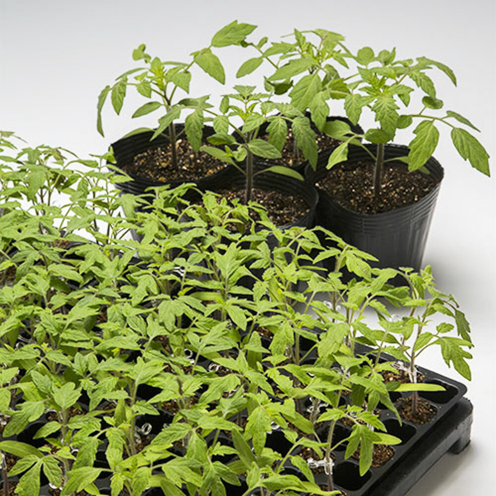 「この商品は野菜のタネです」