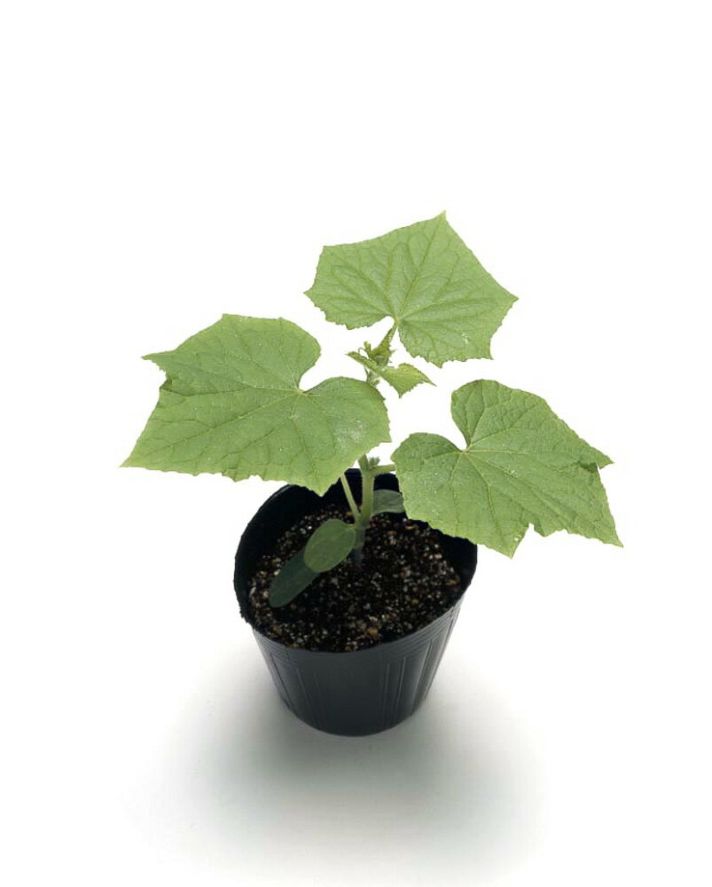 接ぎ木しやすく、強勢で発根が早いブルームレス台木！