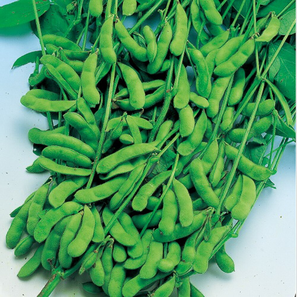 ふるさとの味！おいしい黒えだまめ！