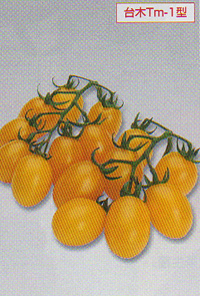 ●果重20g程度で、果形は球〜楕円形の美しい黄色に着色するミニトマト。