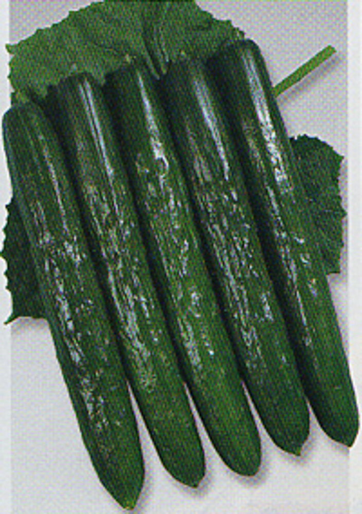 ●濃緑でツヤがよく、高温・乾燥条件下でも色ツヤが失われにくい夏秋キュウリ。