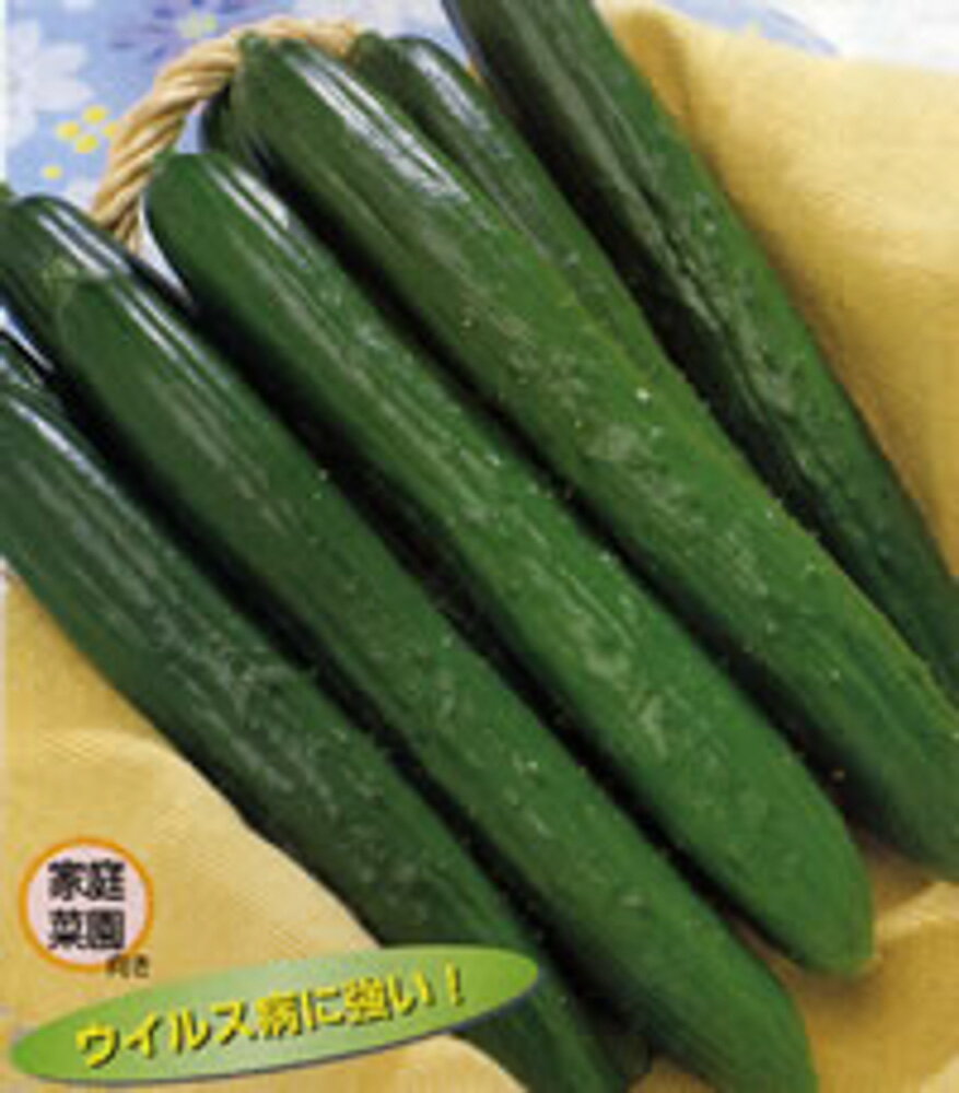 ●ウィルス耐病性！抜群のつるもちで高秀品率・多収！