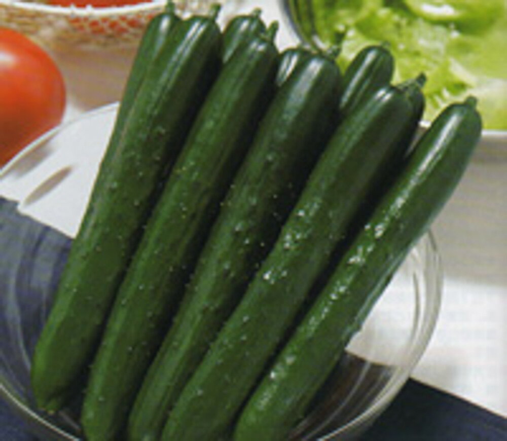 ●つるもちがよく、栽培後半まで秀品率が高い「夏すずみ」タイプ。家庭菜園におすすめ。