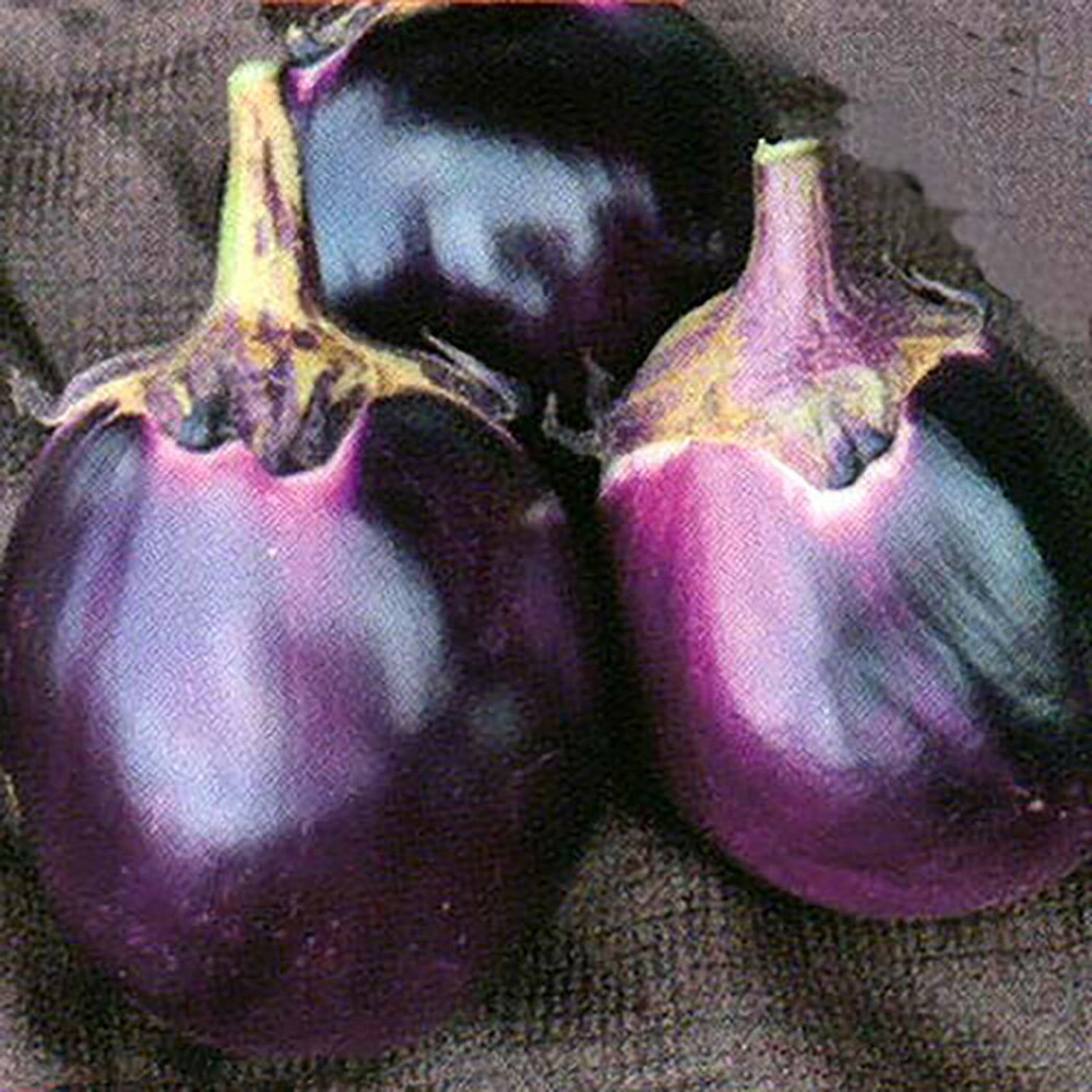 ソフトボール大の迫力、ステーキで食べたいイタリア紫丸ナス