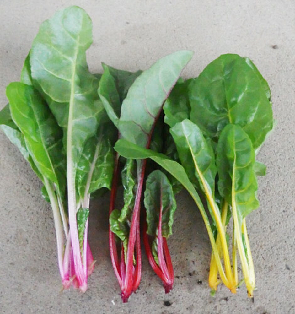 他の野菜にないカラフルな発色の3品種が色別に栽培できる