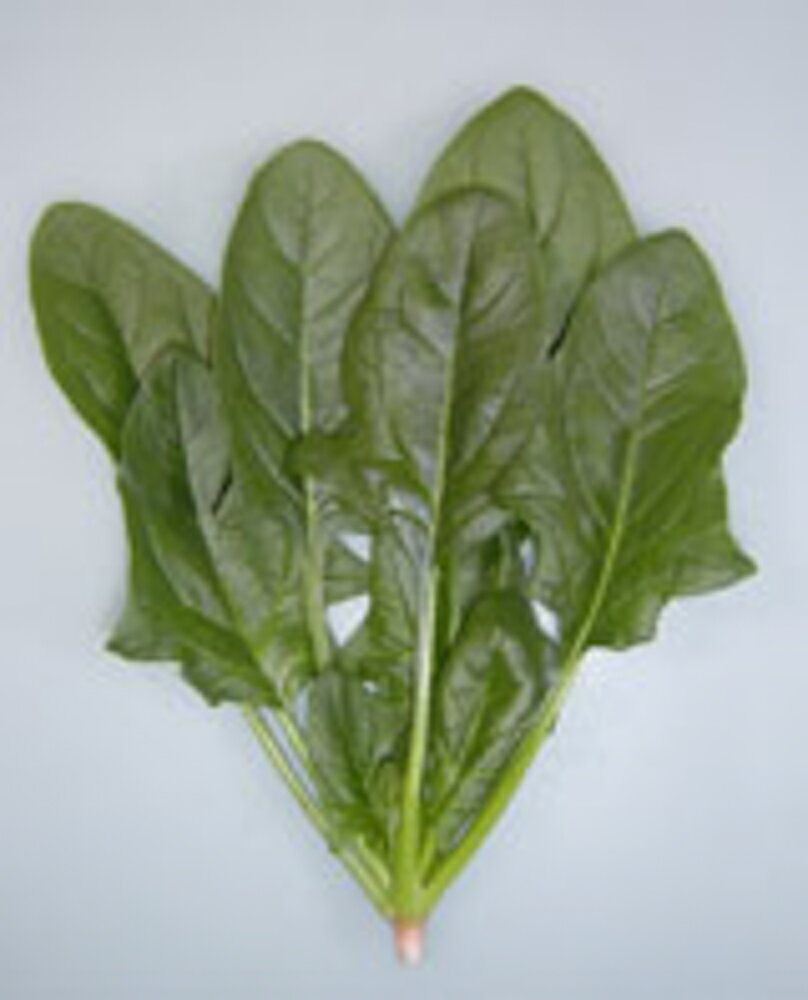 草姿は極立性、葉型は切れ込みが浅くきれいに入る剣葉種！