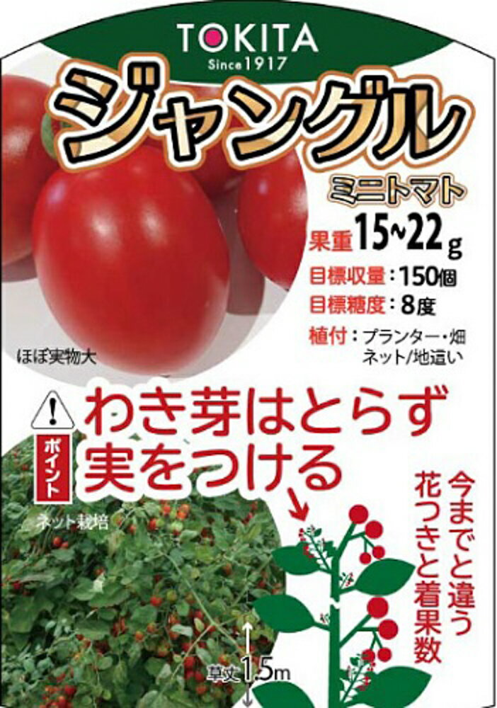 わき芽はとらず、実をつける新しいタイプのミニトマト