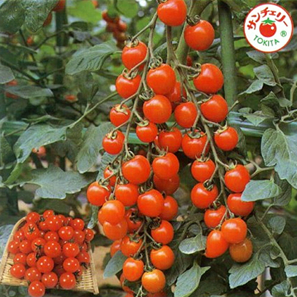 甘く耐裂果性.果色・日持ち性抜群。周年各作型。