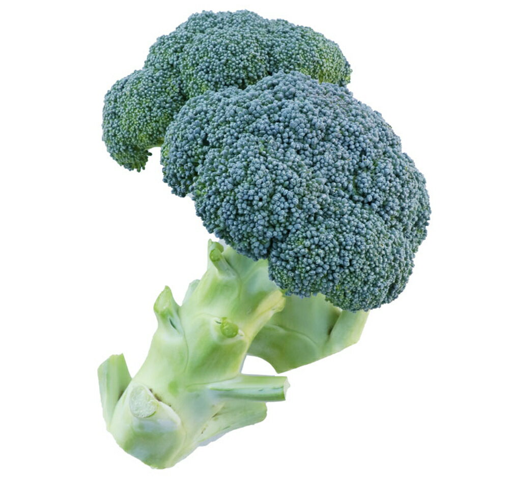 耐暑性、キャッツアイ・死花等が少なく早まきができる中早生