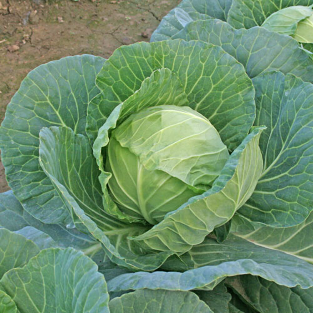 病気に強く、食味良好なボールキャベツ
