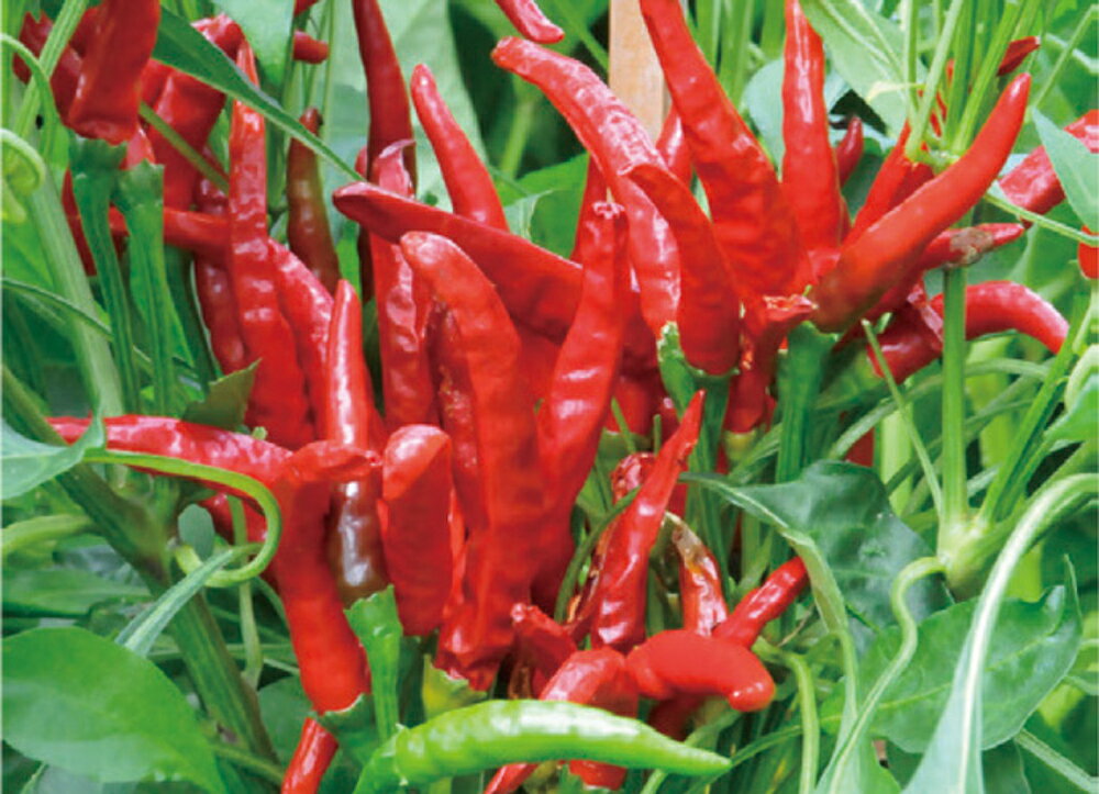 伝統的なトウガラシ