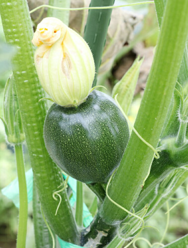皮まで食べられ器で使える濃緑丸ズッキーニ