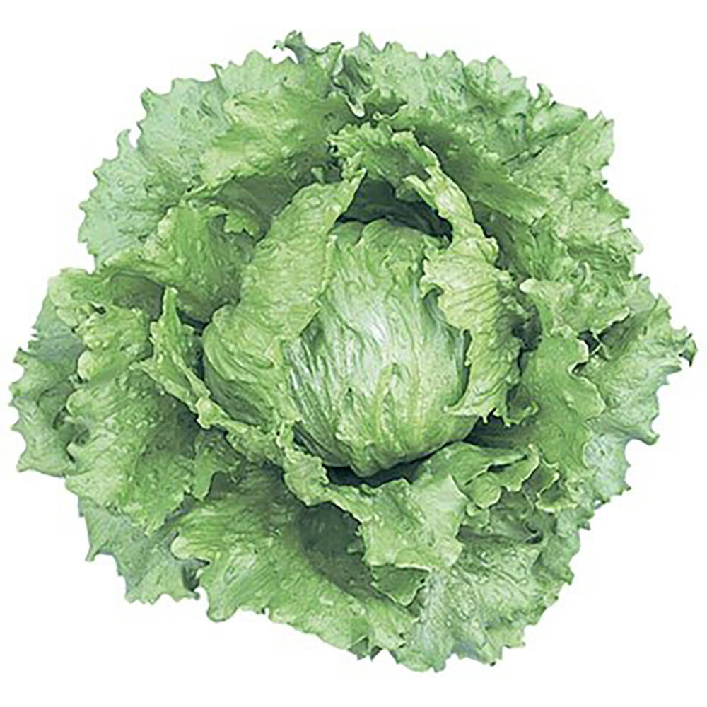 暖地の年内どりで大好評！