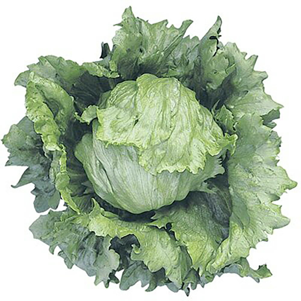 厳寒期どりの強耐病性形状性・大玉品種！！