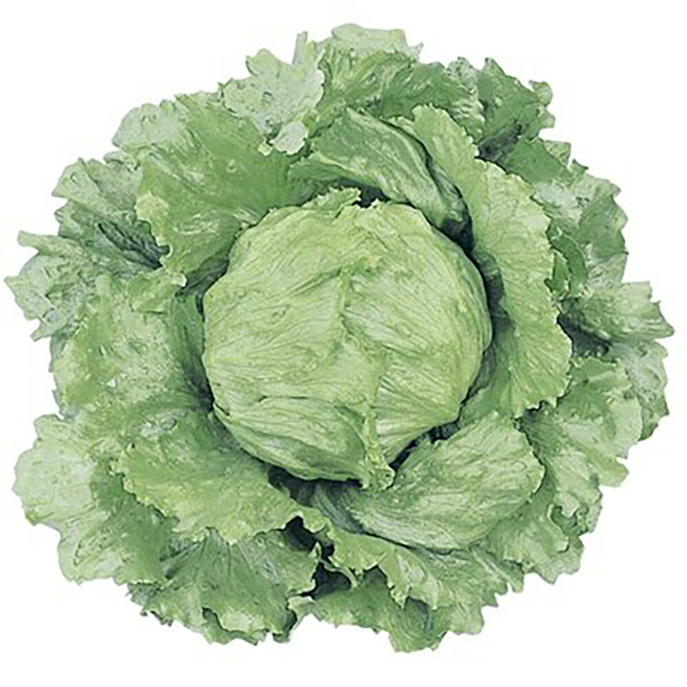 秋・初冬どりの本命種.ベト病に強い！！