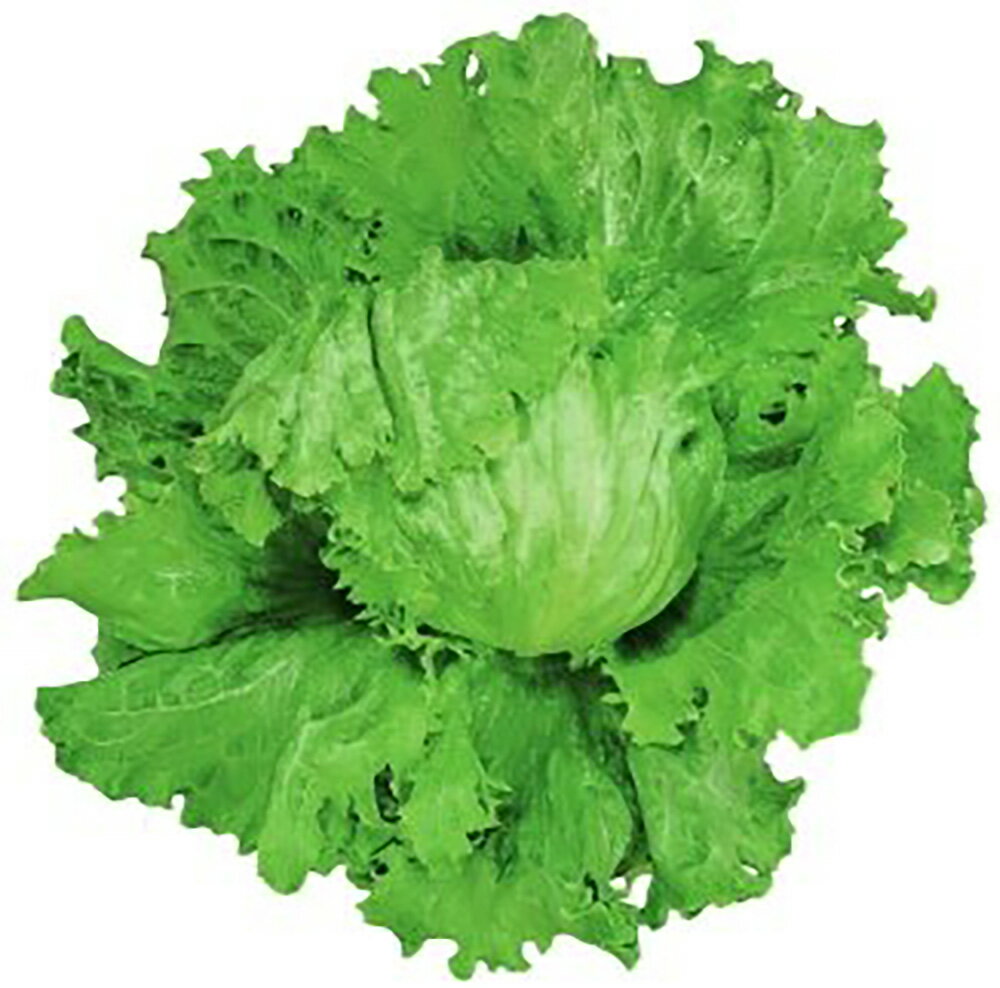 極早生・低温肥大性