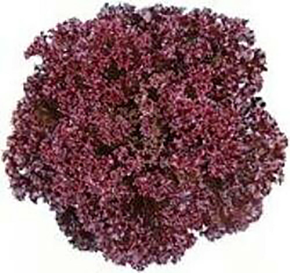 赤色のおかサンゴ赤シルクレタス