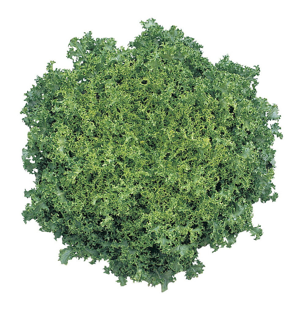 市場性最高！軟白用の最高品質