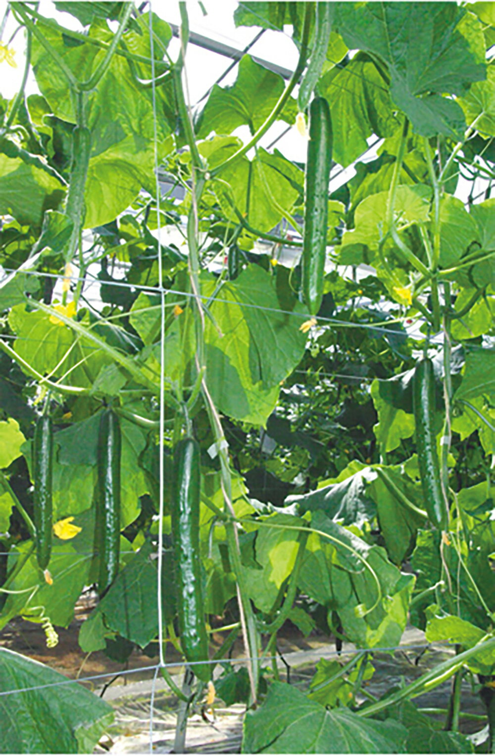 ついに出た！ときわの耐病性節成りキュウリ