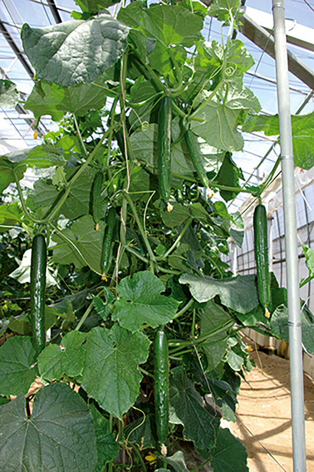 褐斑病・ウドンコ病耐病性。高温時期の果形安定性に富む。