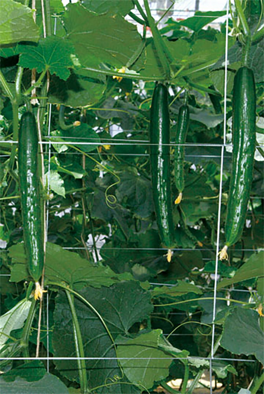 褐斑病・ウドンコ病耐病性、草勢は極めて強く分枝性に富む