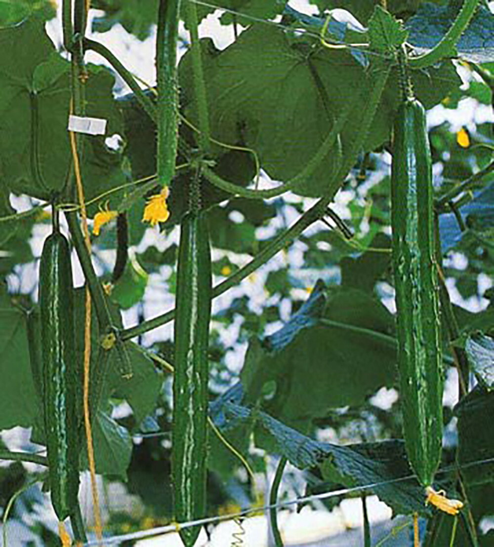 低温肥大力に優れ初期より多収、つる下げ栽培から摘芯栽培まで！