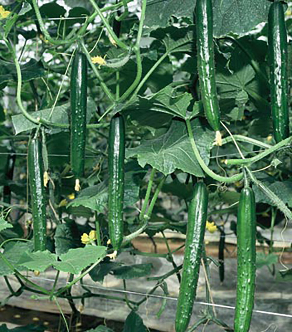 ハウス摘芯栽培から西日本のつる下げ栽培まで、幅広い作型で益々高い評価！