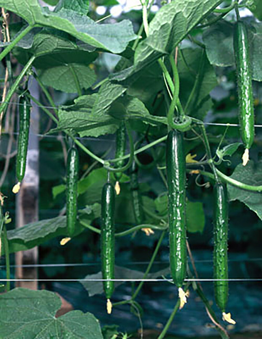 安定した草勢で秀品率高く、長期穫り高品質キュウリ