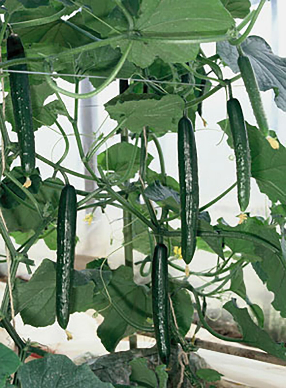 濃緑・光沢抜群の高品質キュウリ、安定した果形で食味最高！