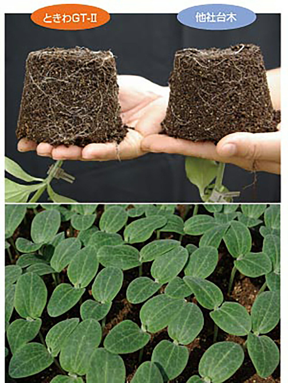 抜群の発根力で、草勢維持と収量性アップ！