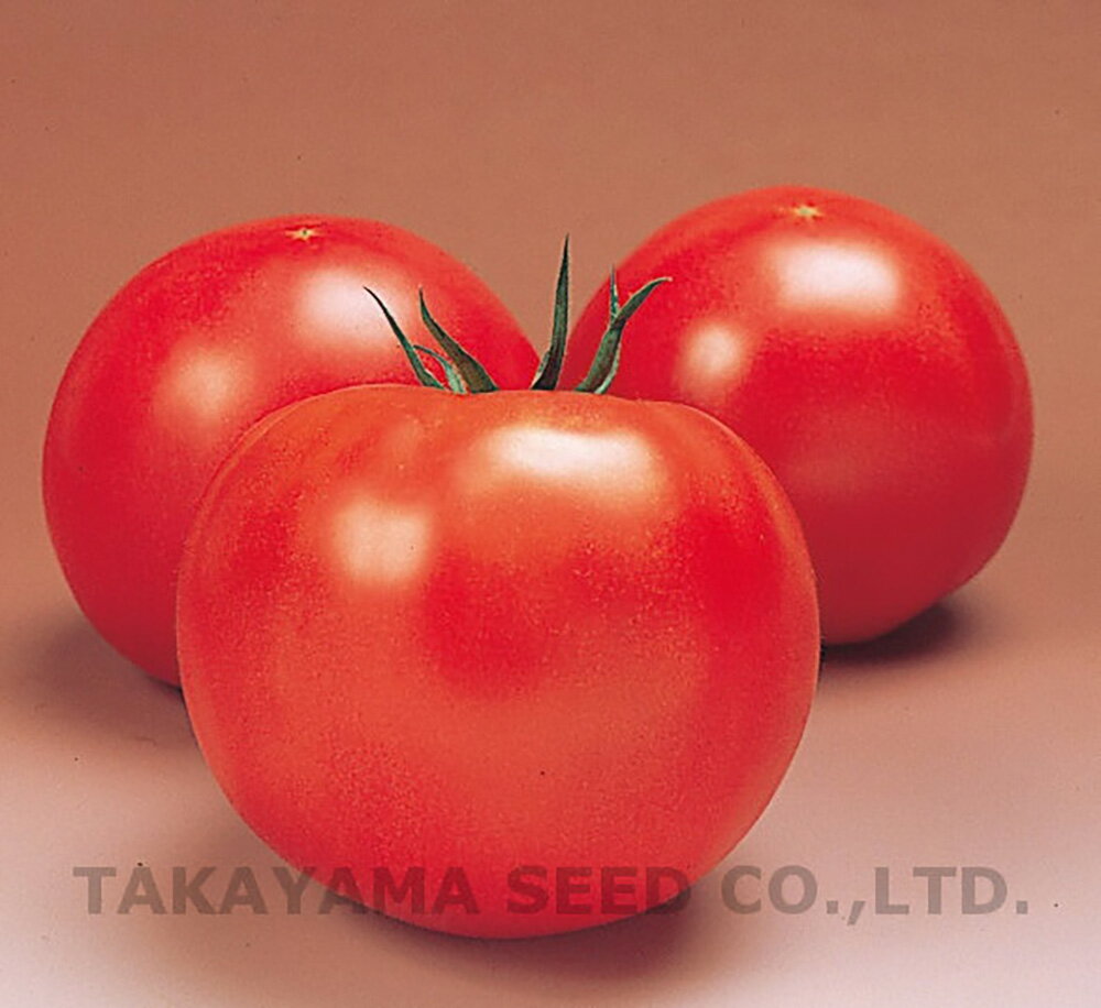 耐湿性が強く、水田での高畦栽培では特性が発揮され最高の収量があがるがその反面乾燥する畑地は充分な結果がでにくい。