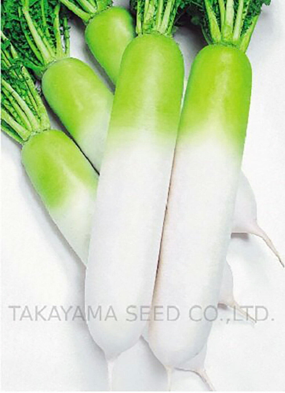 本種は耐病性が強く、品質の良い秋まき青首総太り大根である