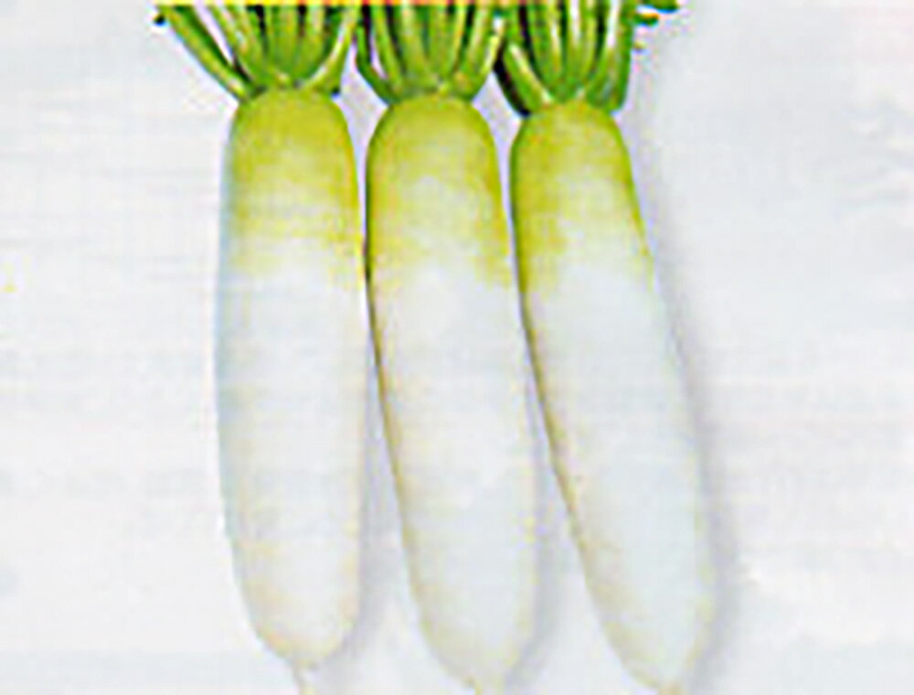 草姿は半開張性で、葉色はやや濃い。