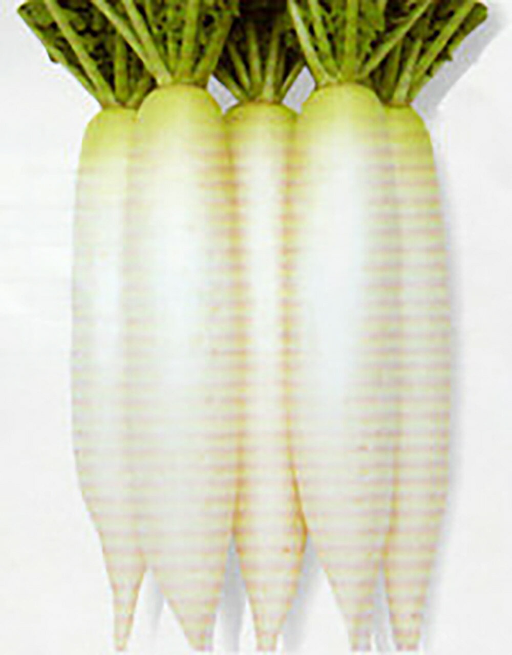 本種は、夏季の播種期表に示すとおり、1年の中で幅広く蒔くことができる。一般家庭菜園向け品種である。