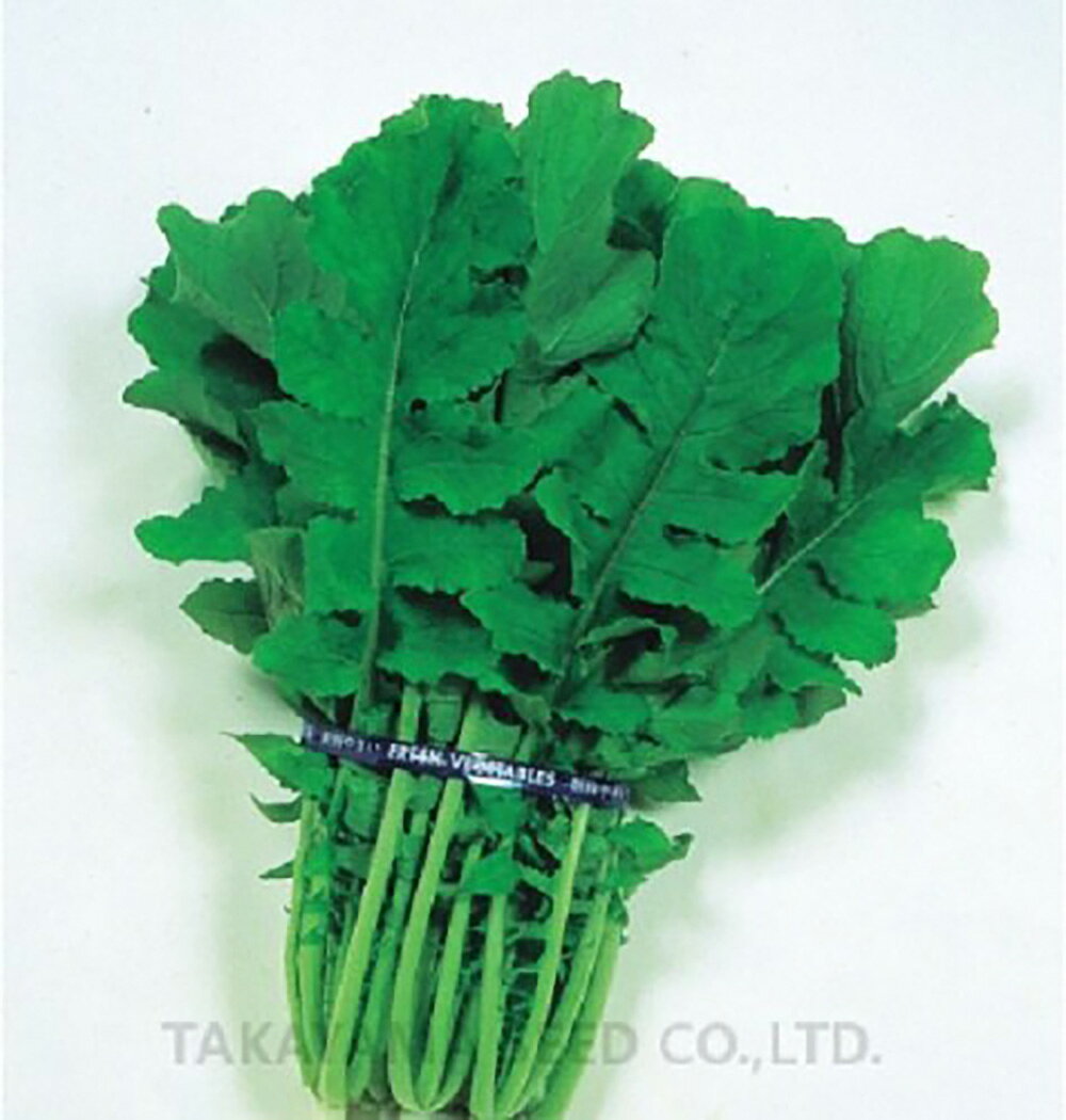 草姿は旺盛で、そろいがよく栽培容易な葉取用専用のF1種。