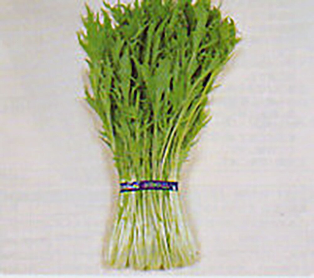 生育が極めて旺盛で、伸長性に優れ、低温期、特に冬期の栽培において特性を充分発揮できる