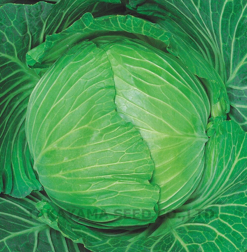 姿は半開性、外葉の大きさは中程度。密植栽培が可能である