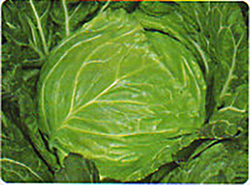 球色は鮮緑色で、葉質はやわらかく、多汁で食味よく市場性が極めて高い