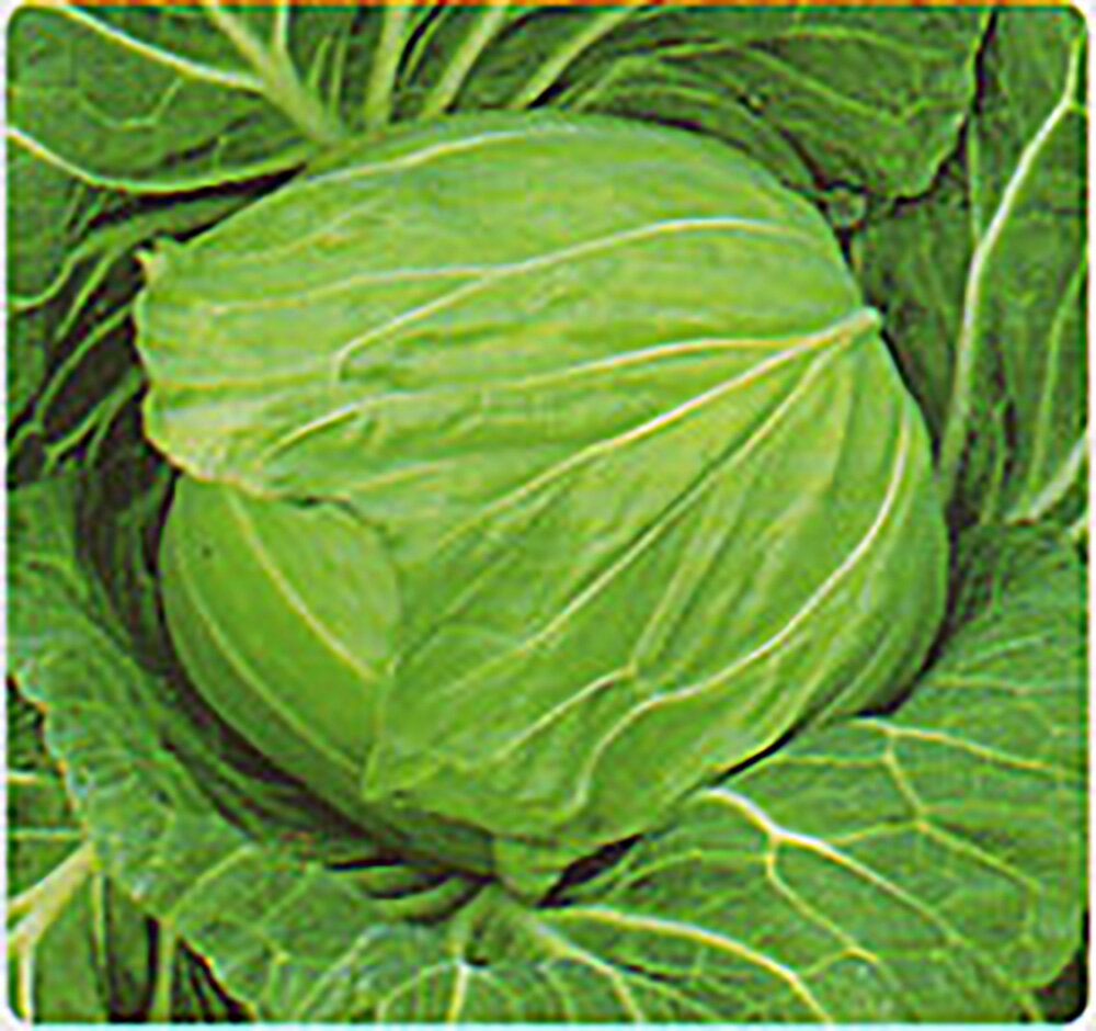 秋まき中生種としては強い不抽苔性であり、生産性が安定している。