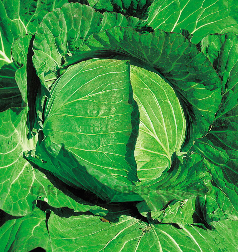 球の揃いがよく多収性である。