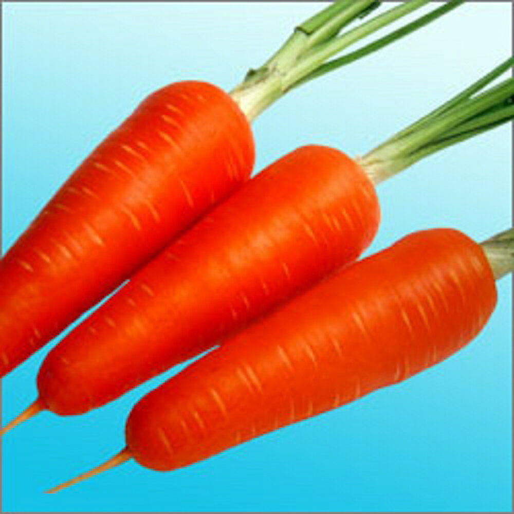 カロテン・甘味に富んだ早生種！