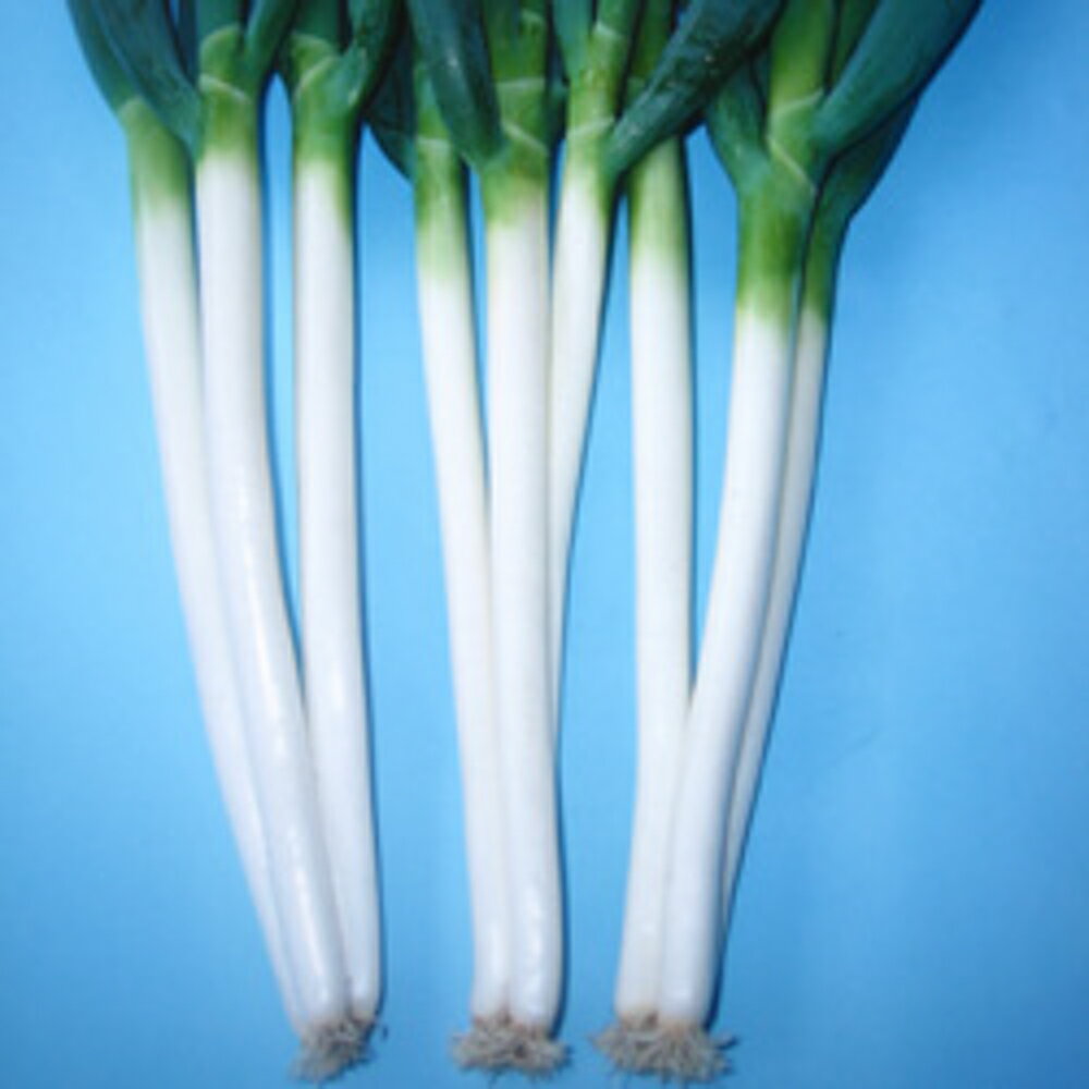耐寒・耐病・良質の分けつ晩生葱