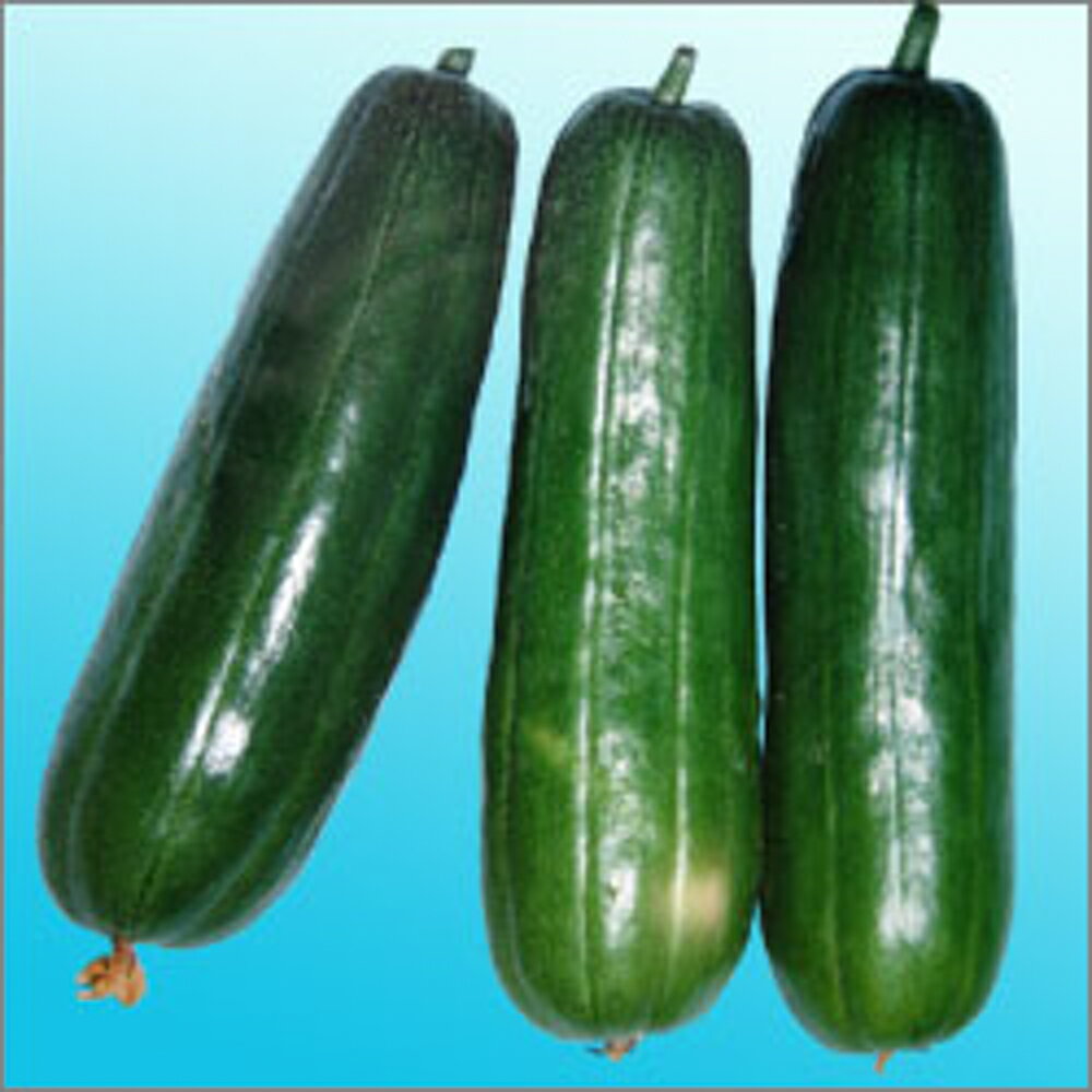 成り疲れしにくく、柔らかくておいしい!