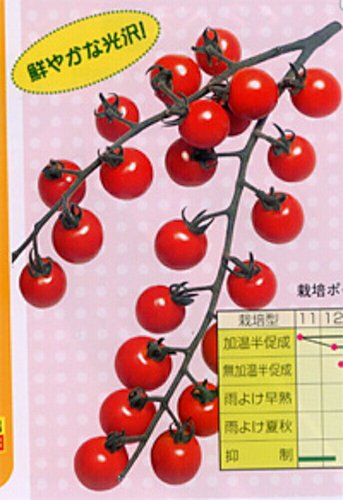 裂果に強く葉かび病に強い!果実の光沢に優れた、良食味品種!！