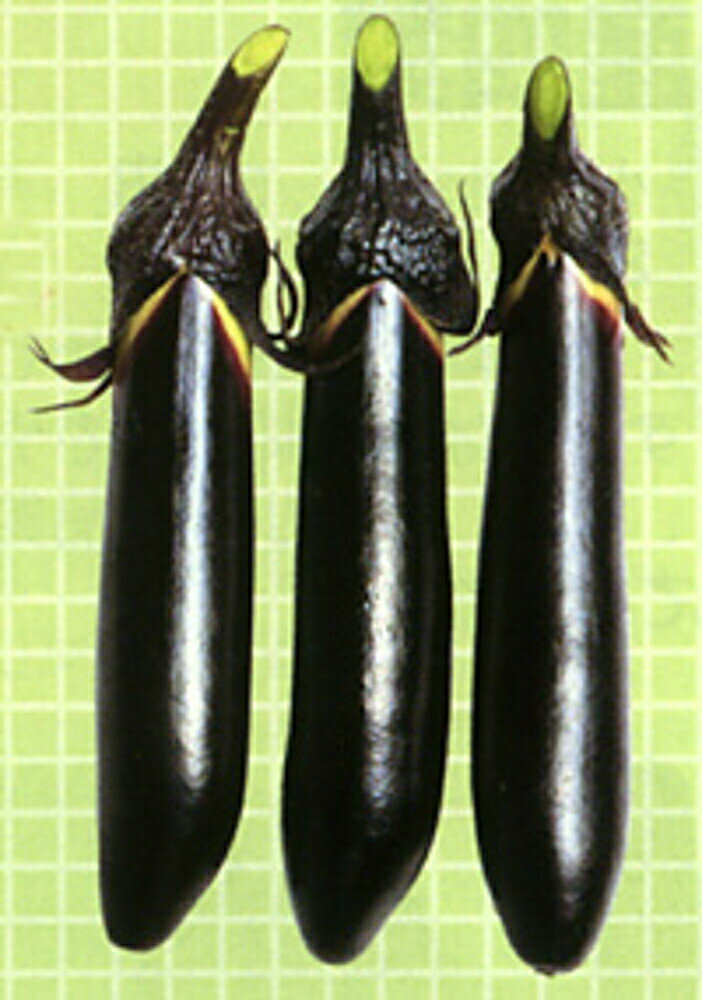 仙台名産長茄子漬けの原料品種！