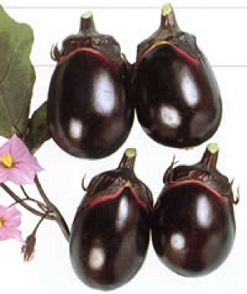 一口用小ナスから中大果丸ナスまで！こうじ漬け用にもピッタリ