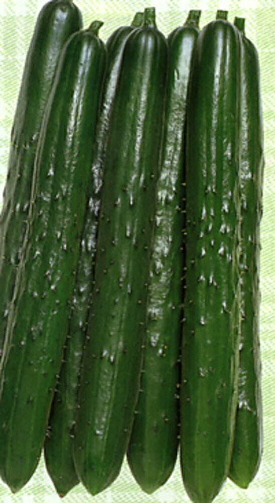 うどんこ病・べと病に強い！濃緑で光沢があり秀品率高い