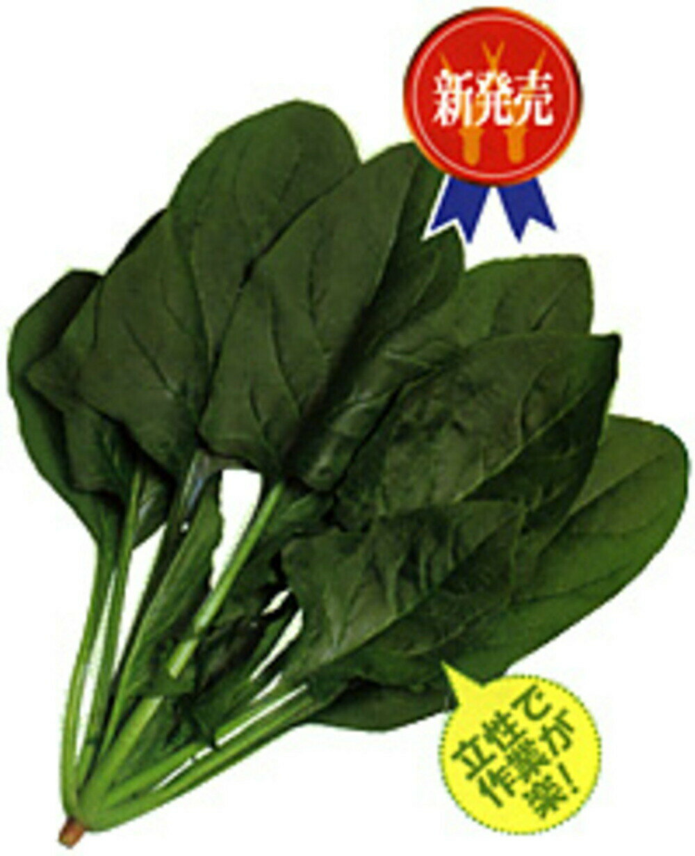 立性で濃緑、晩抽性の春〜夏まき用品種！